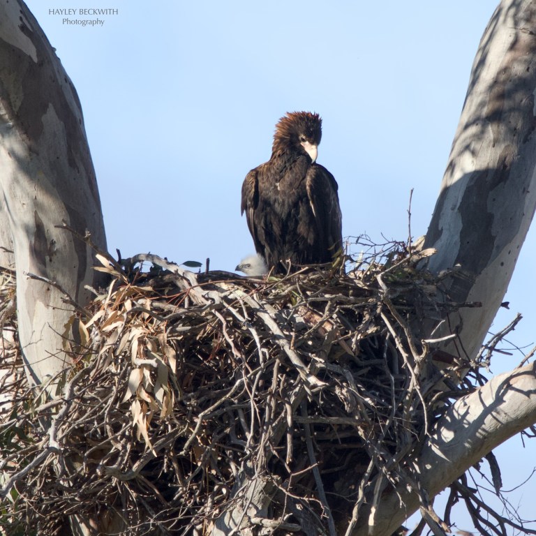 WEDGE TAILED EAGLET – Hayley Beckwith Photography